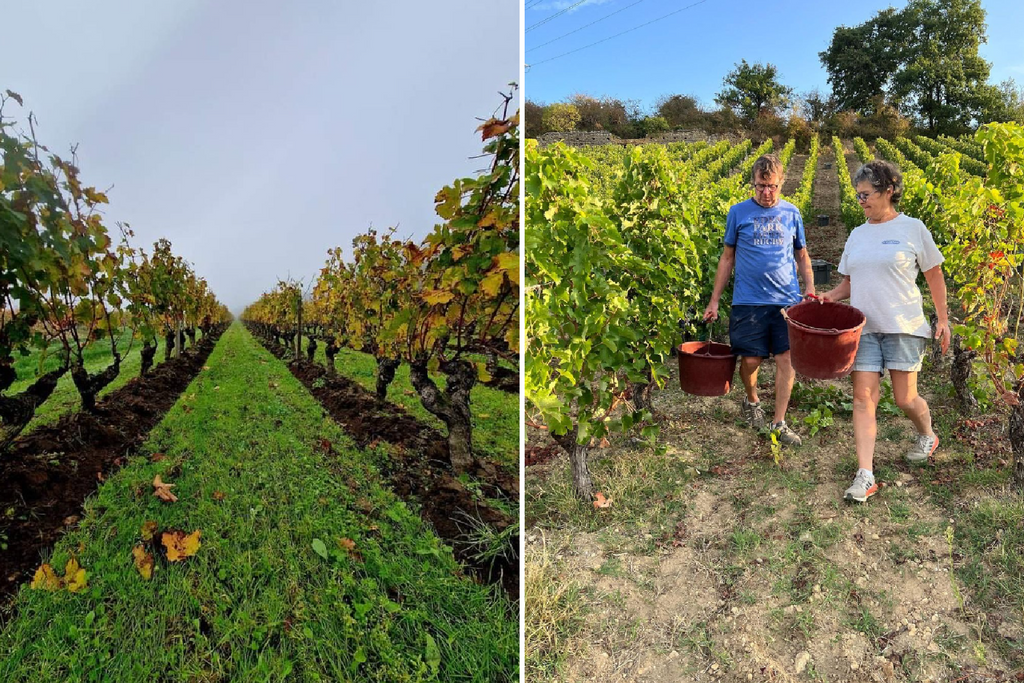 Domaine Philippe Alliet | Chinon's Finest – Clos Cachet Fine Wines (CCFW)