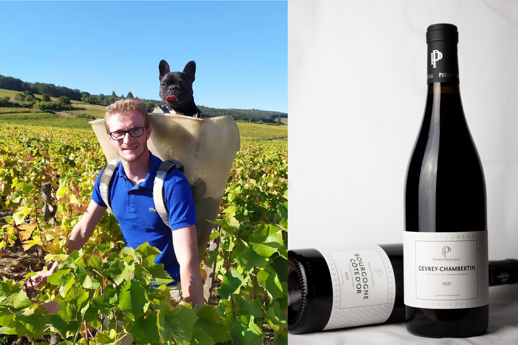 Domaine Pernot Père et Fils | New Producer – Clos Cachet Fine Wines (CCFW)